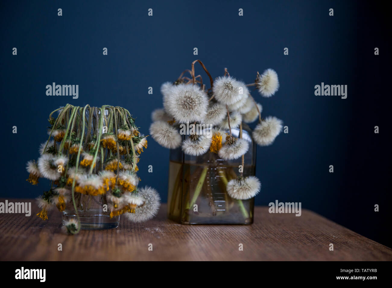 Drooping dandelions in a pharmacy glass jar on a wooden table on a ...