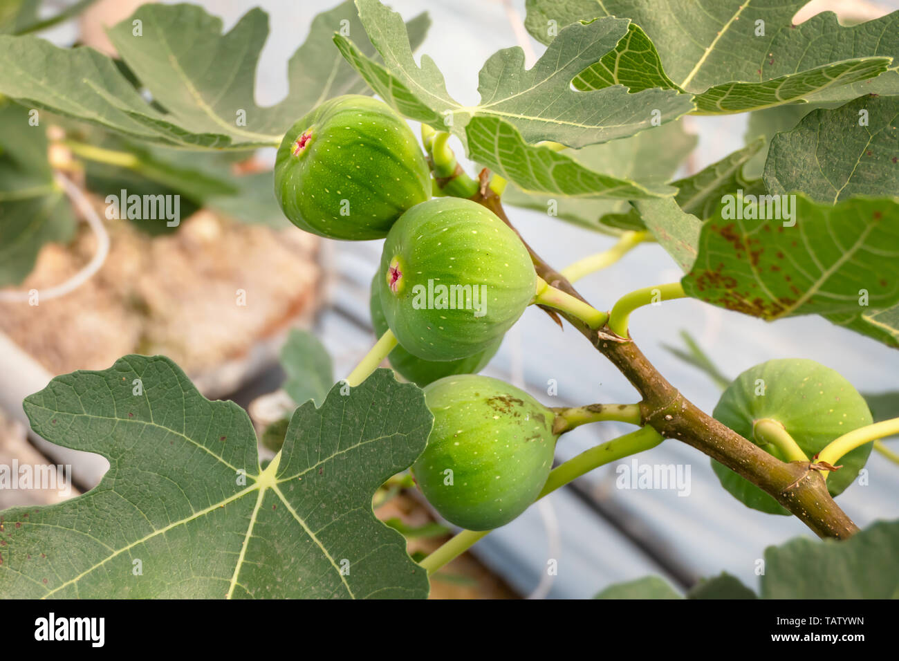 Fresh Figs fruit hanging on the branch of tree Stock Photo - Alamy