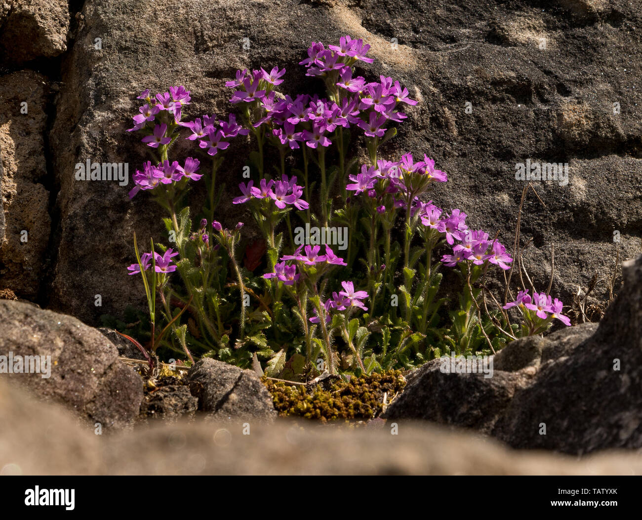 Flowers growing out wall hi-res stock photography and images - Alamy