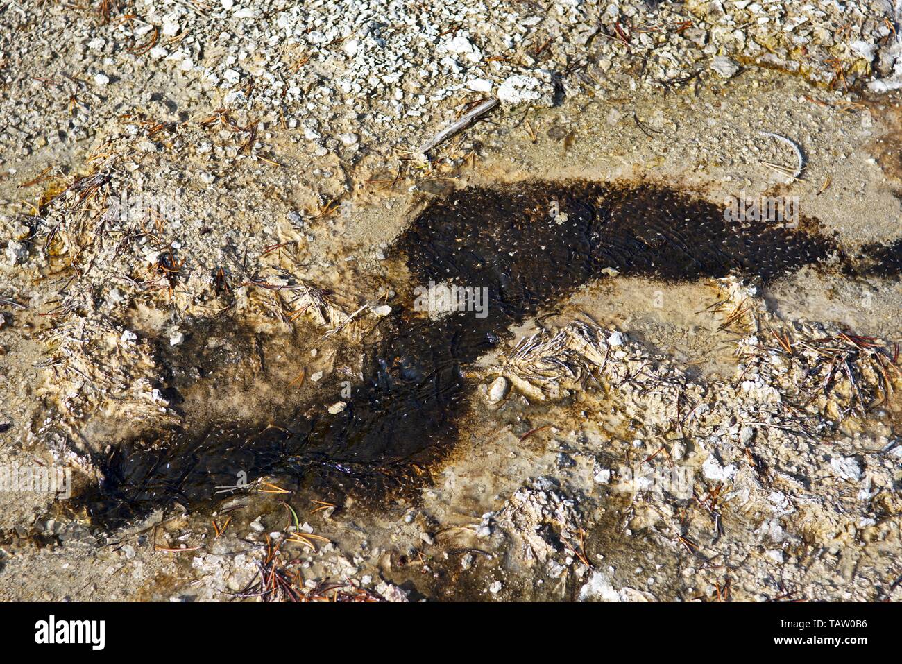 Volcanic stream bottom Stock Photo - Alamy