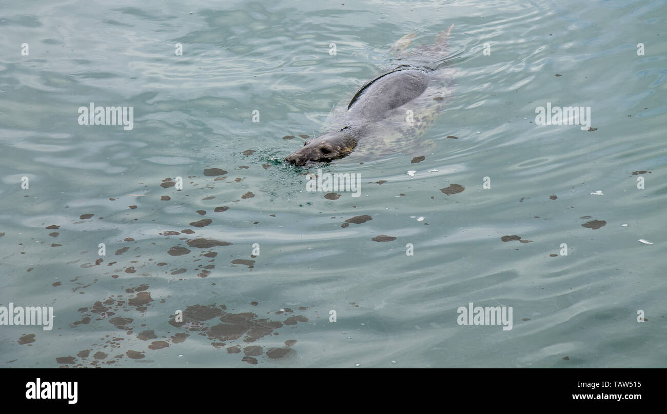 Seal oil spill hi-res stock photography and images - Alamy