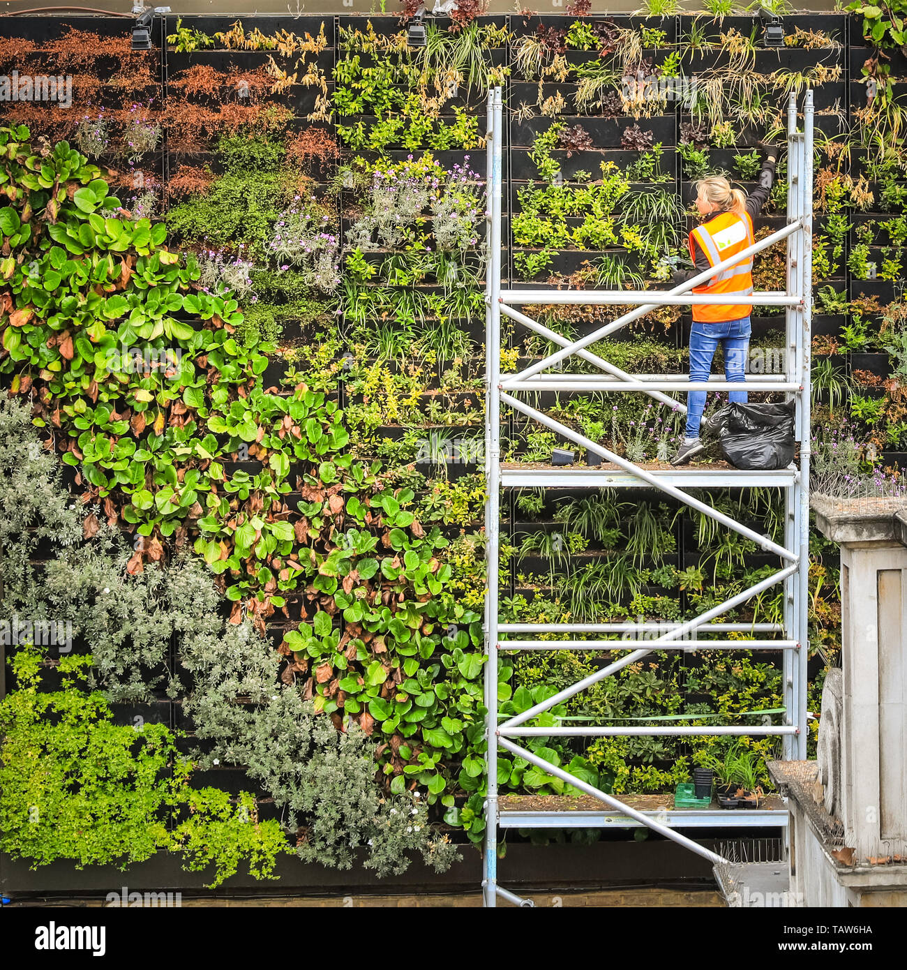 Scaffolding wall plants hi-res stock photography and images - Alamy