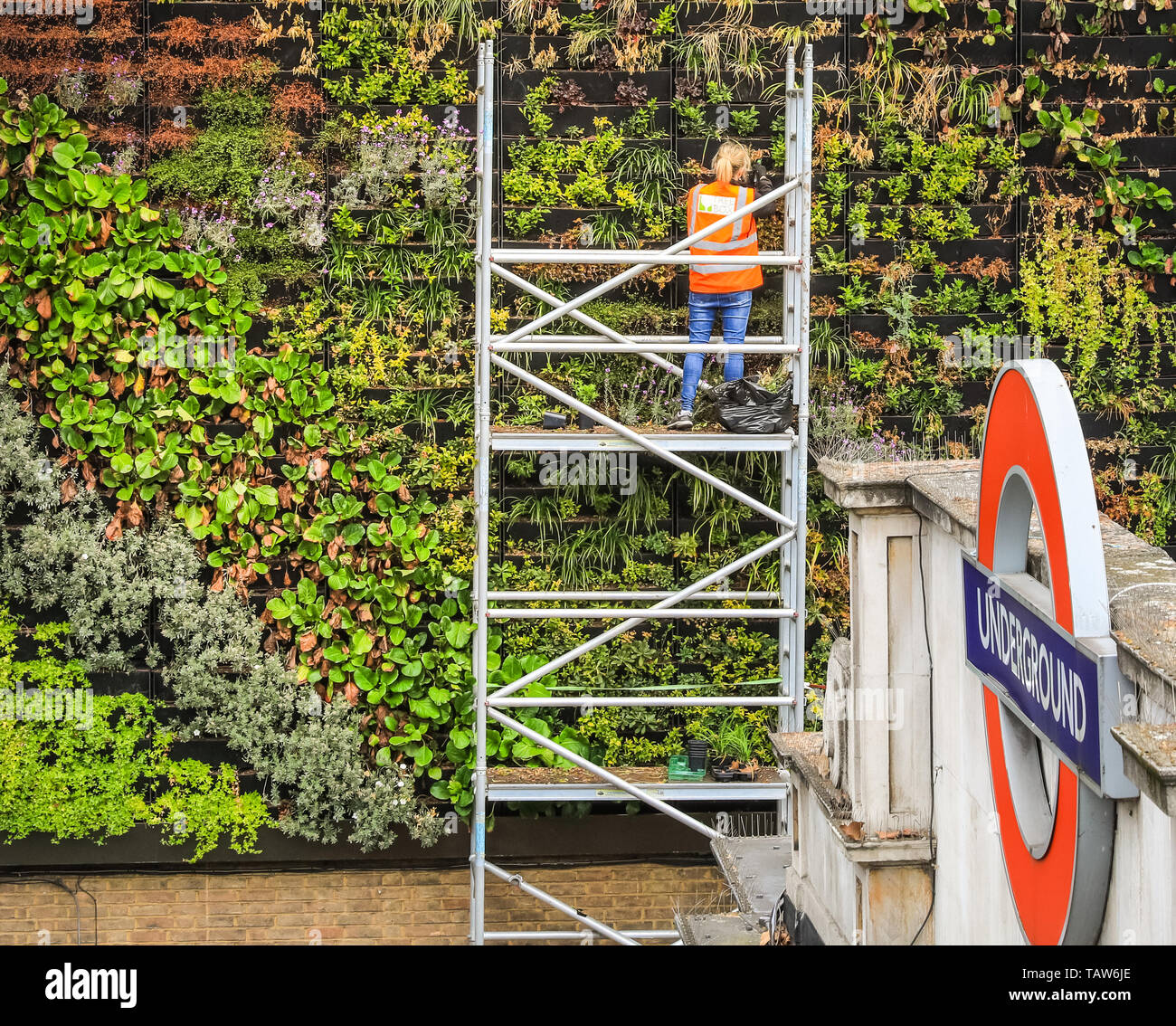 Specialist tree planting hi-res stock photography and images - Alamy