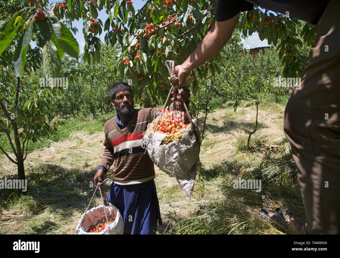 Indian cherries hi-res stock photography and images - Alamy