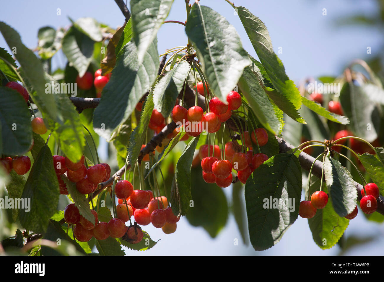 Indian cherries hi-res stock photography and images - Alamy