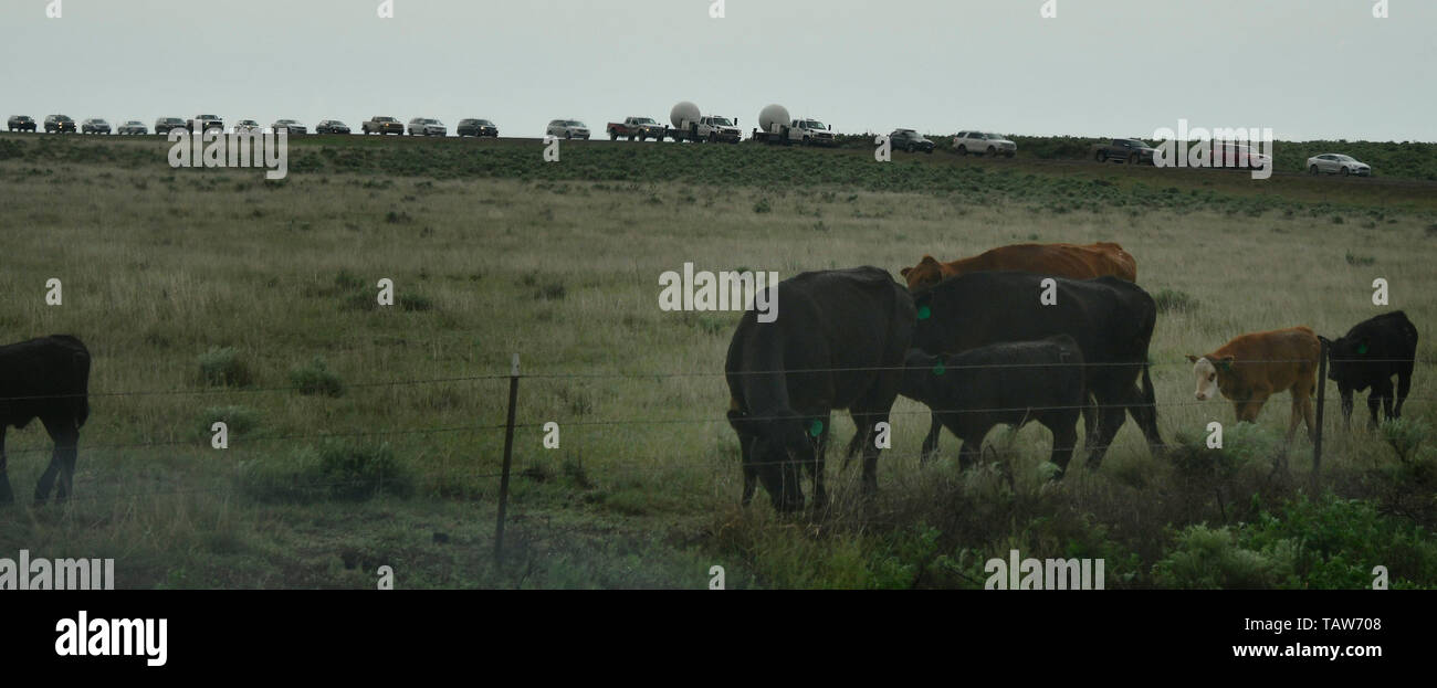 Cows not bothered by the hundreds of storm chasers as they pass through ...