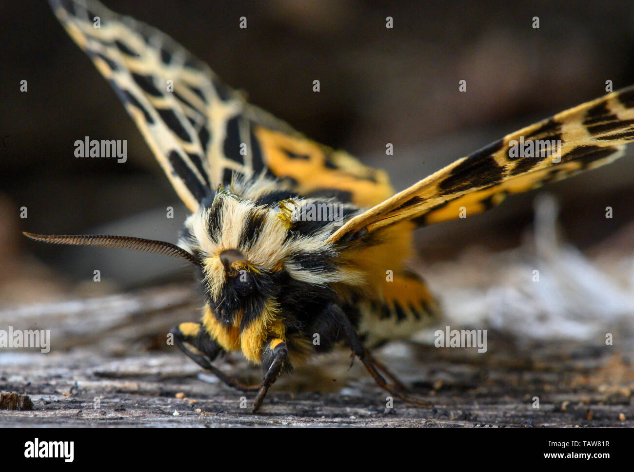 Defense mechanisms hi-res stock photography and images - Alamy