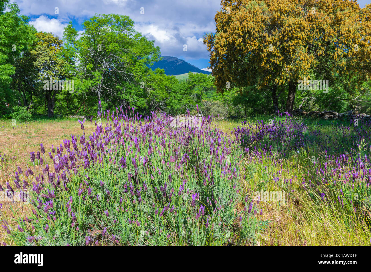 Lavender field with a forest and a mountain in the background in spring ...