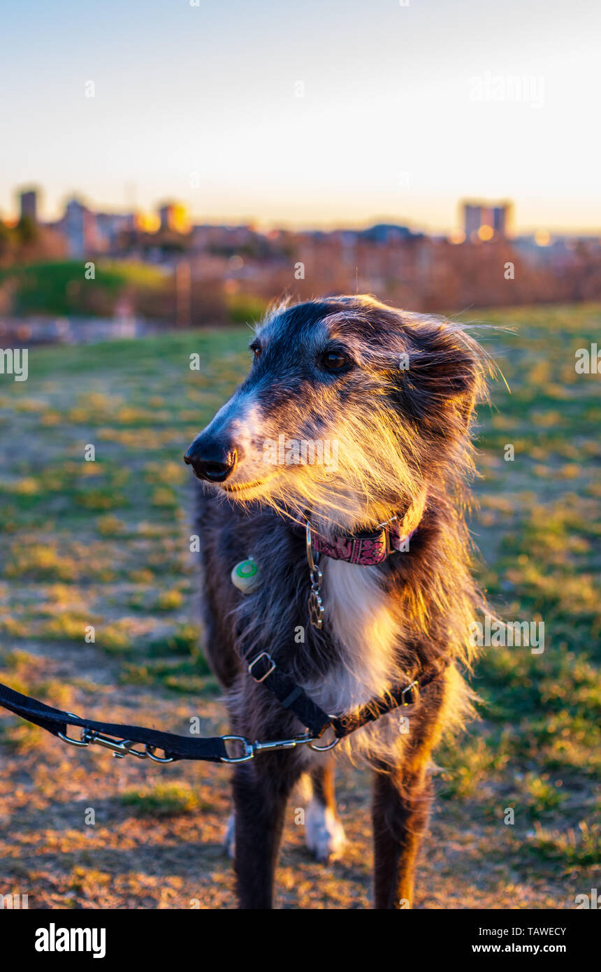 Portrait of a long hair black and white greyhound at sunset in a city ...