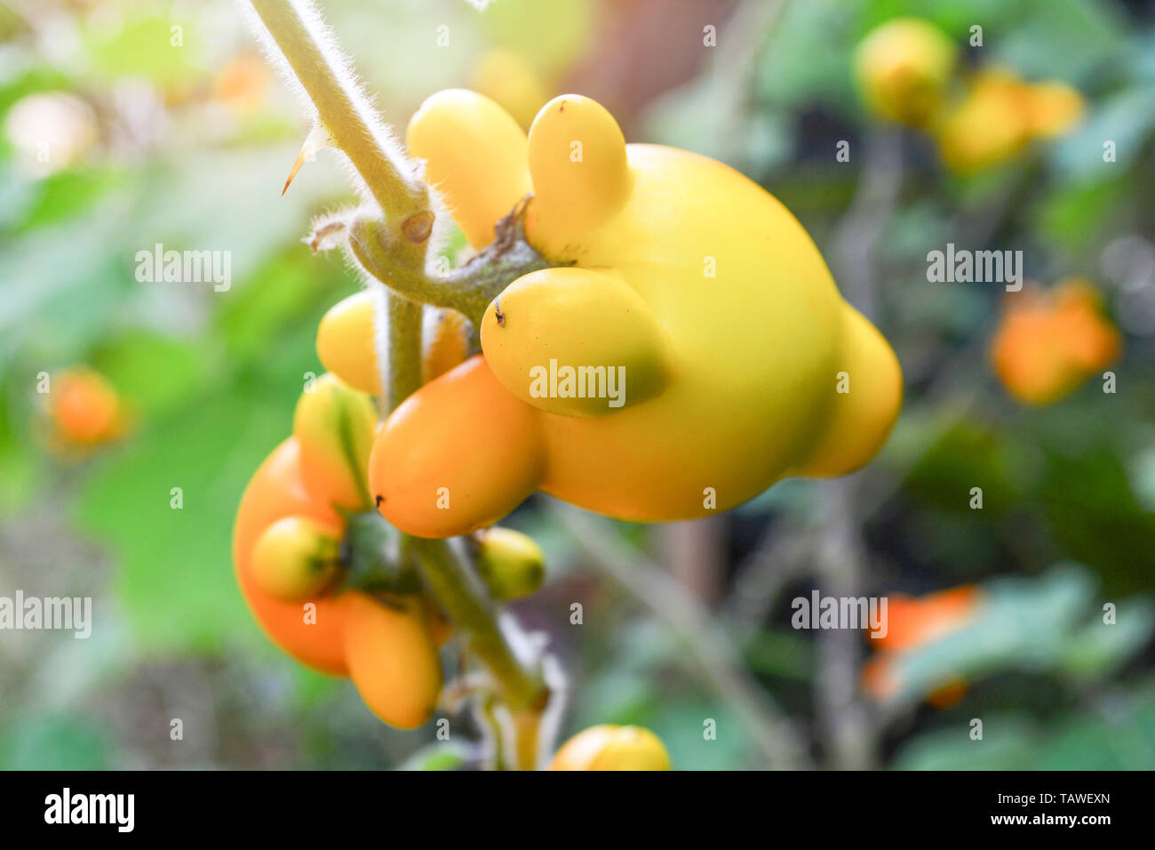 Solanum mammosum plant hi-res stock photography and images - Alamy