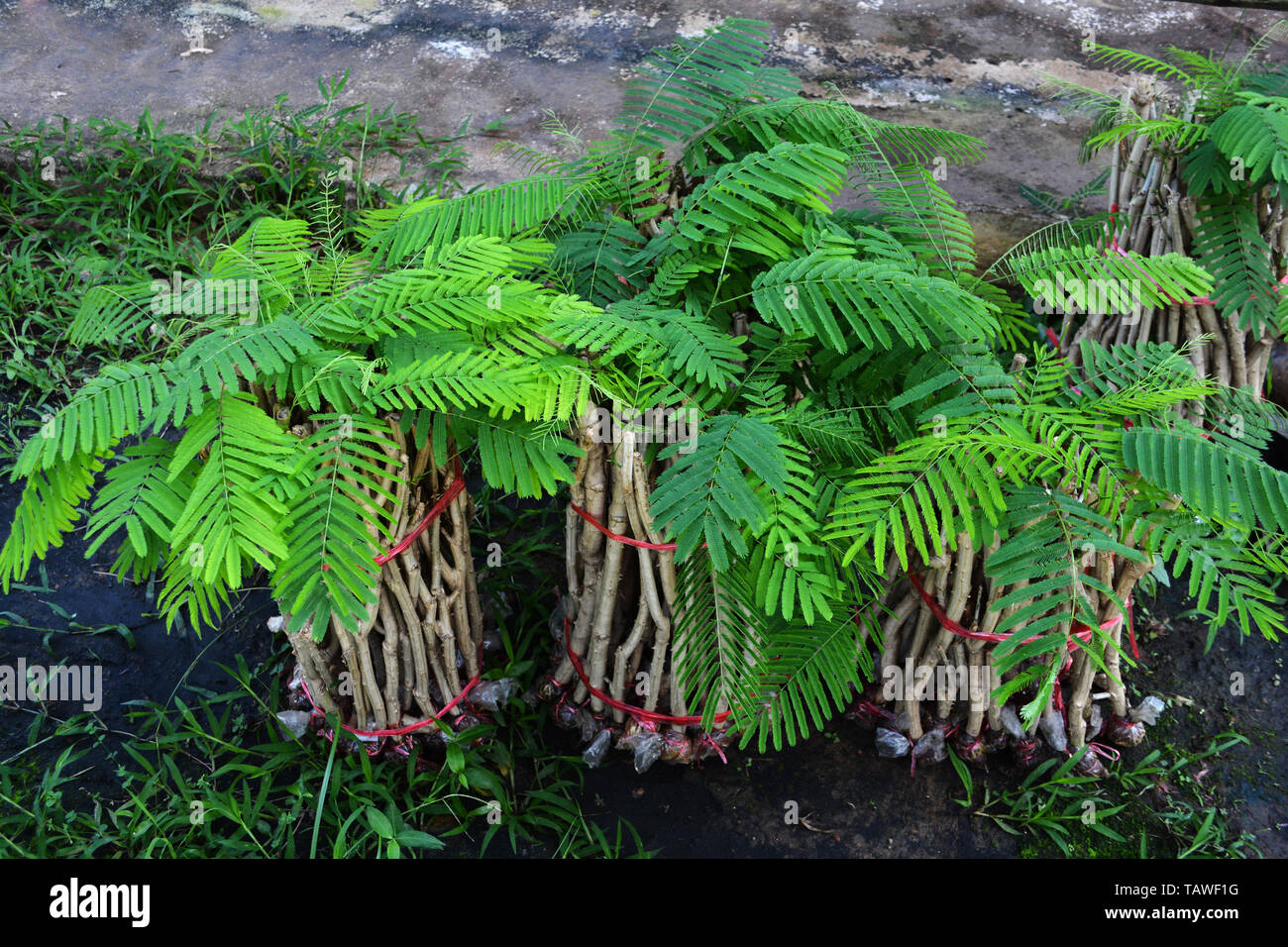 Acacia pennata hi-res stock photography and images - Alamy