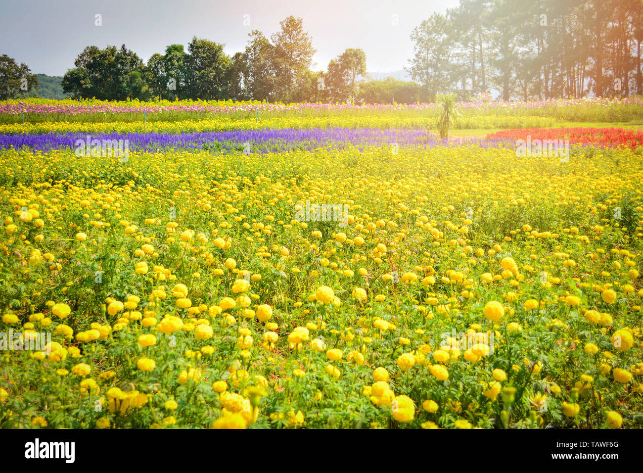 Yellow Marigold Flower Field