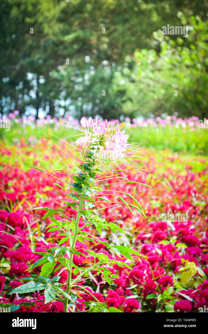 Beautiful spider flower blossom in the flower field spring colorful ...