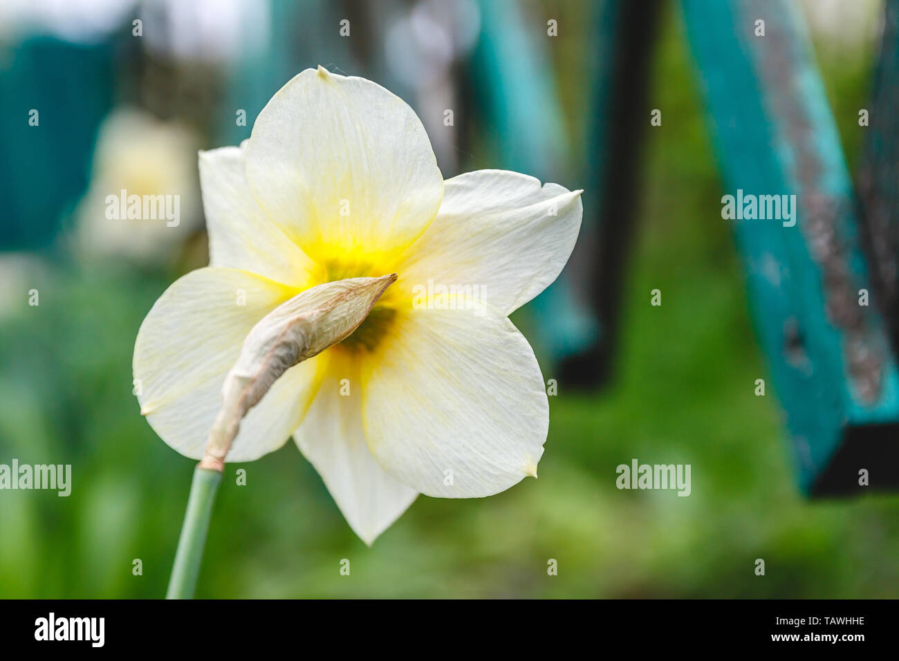 One flower of narcissus, rear view, against a green background. Close ...