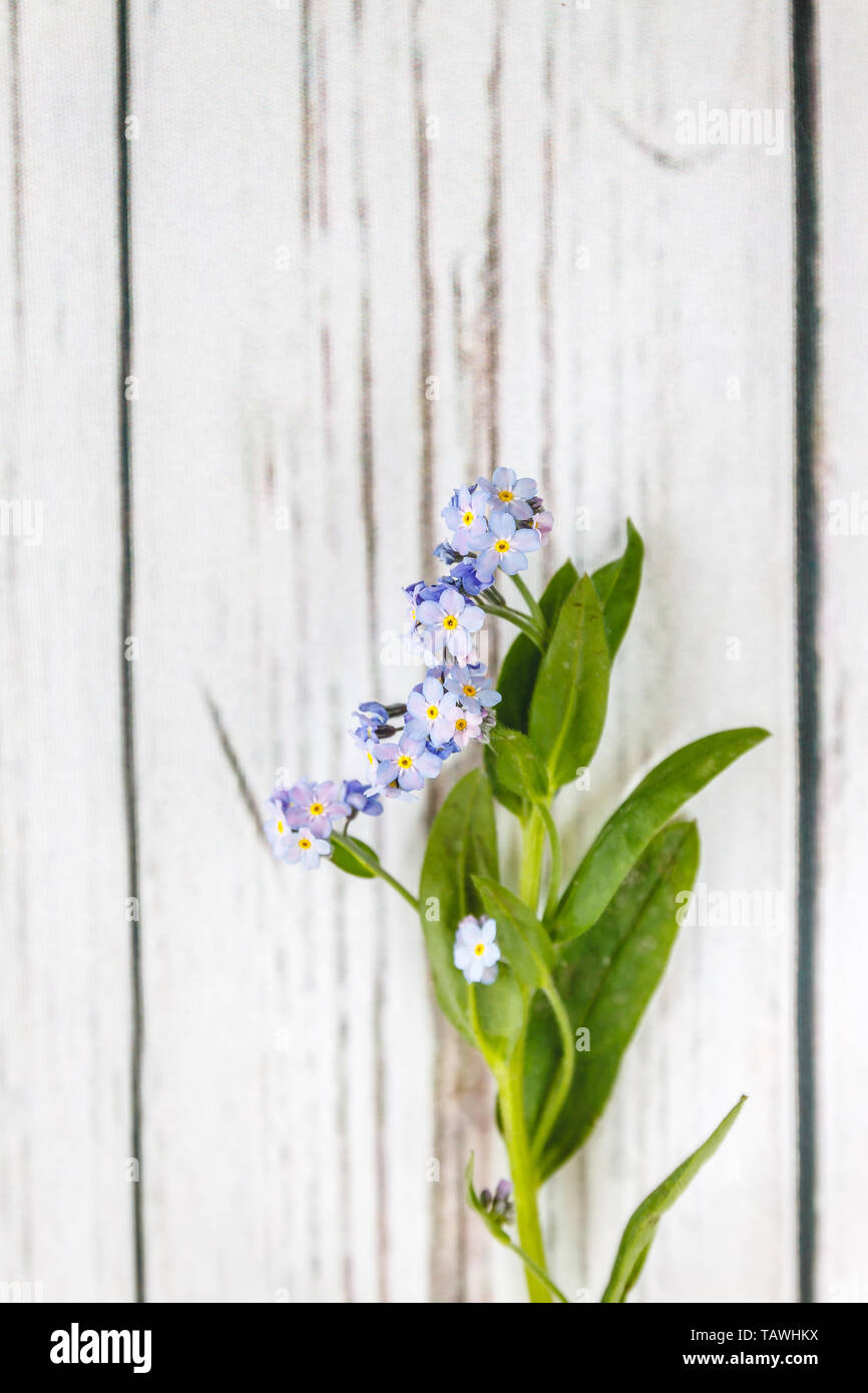 On a light white wooden background there is a blue flower forget-me ...