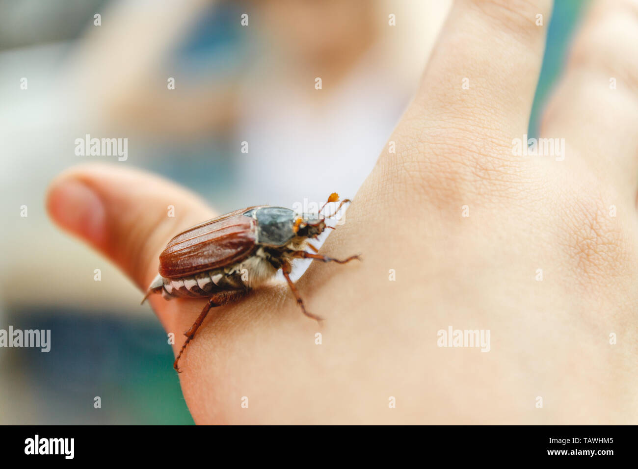 On the children's hand sits a large May-bugle beetle and is preparing ...