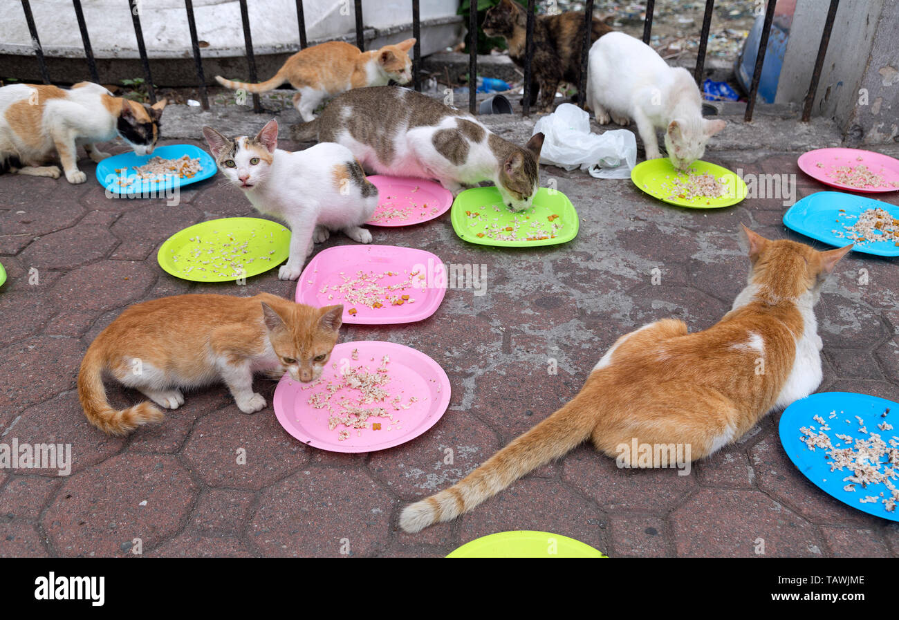 Manila, Philippines - June 22, 2016: Stray cats eating at the streets ...