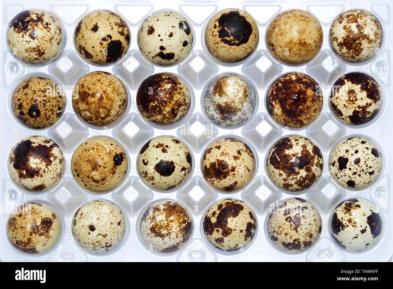 Quail eggs in pack, isolated on white Stock Photo - Alamy