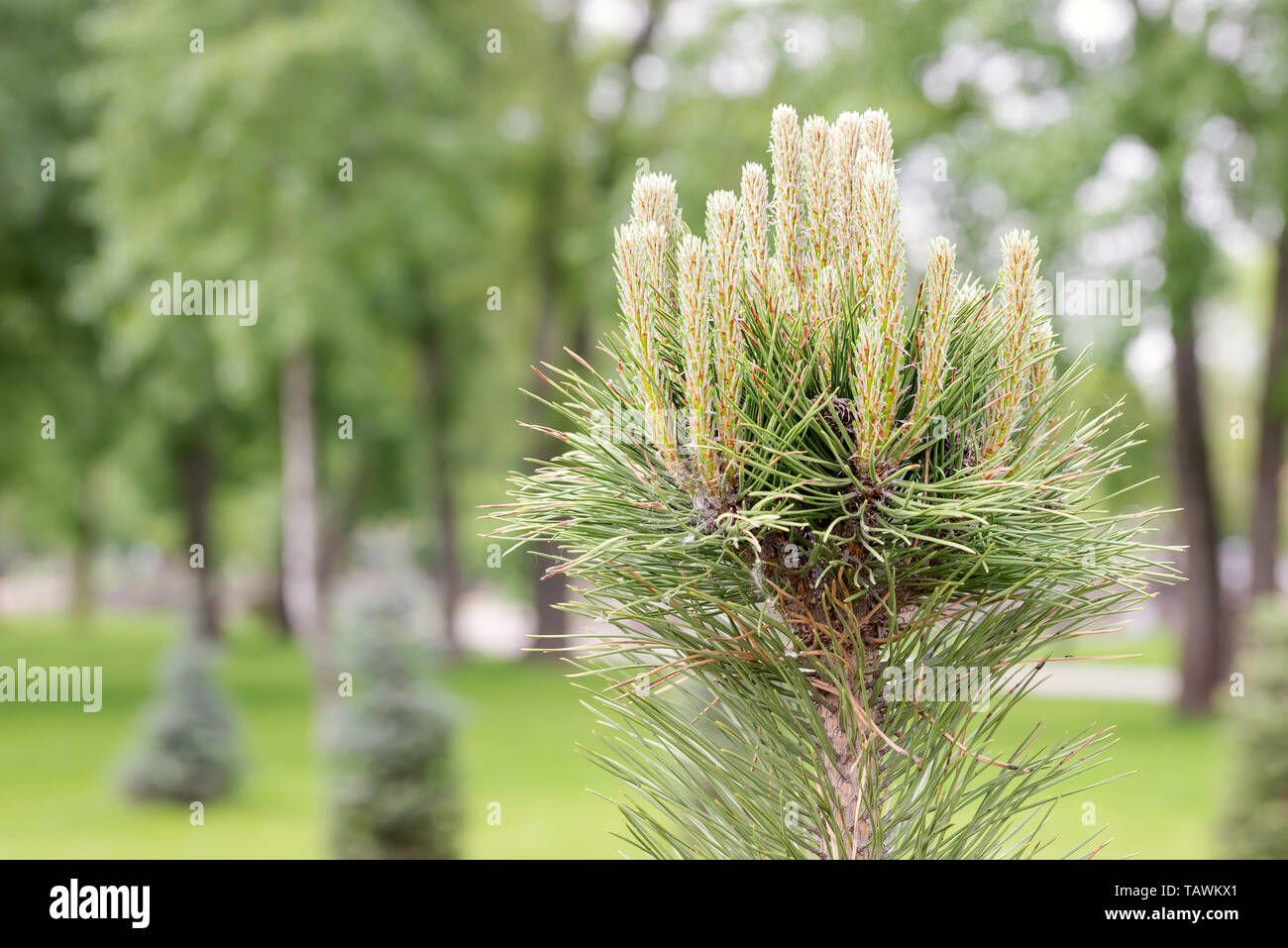 Pinus Silvestris, pine tree, female flower under the warm sun during ...