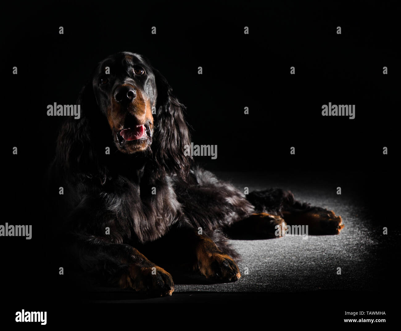 Gordon setter dog hi-res stock photography and images - Alamy