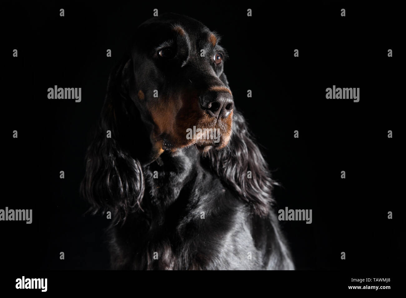 Black and brown gordon setter hi-res stock photography and images - Alamy