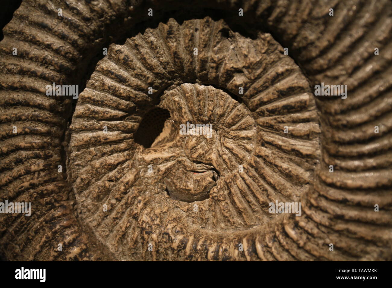Ammonoidea hi-res stock photography and images - Alamy