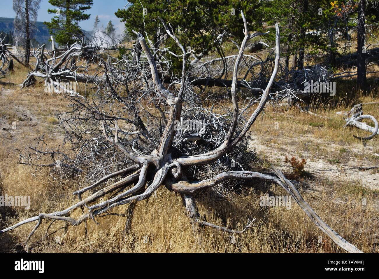 Tree Like Creatures High Resolution Stock Photography and Images - Alamy