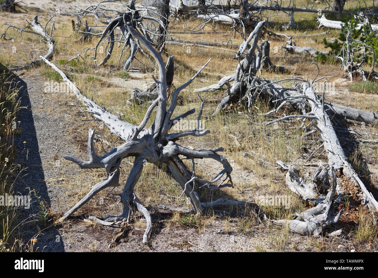 Creature like scary stumps of dead trees lying on the ground Stock ...