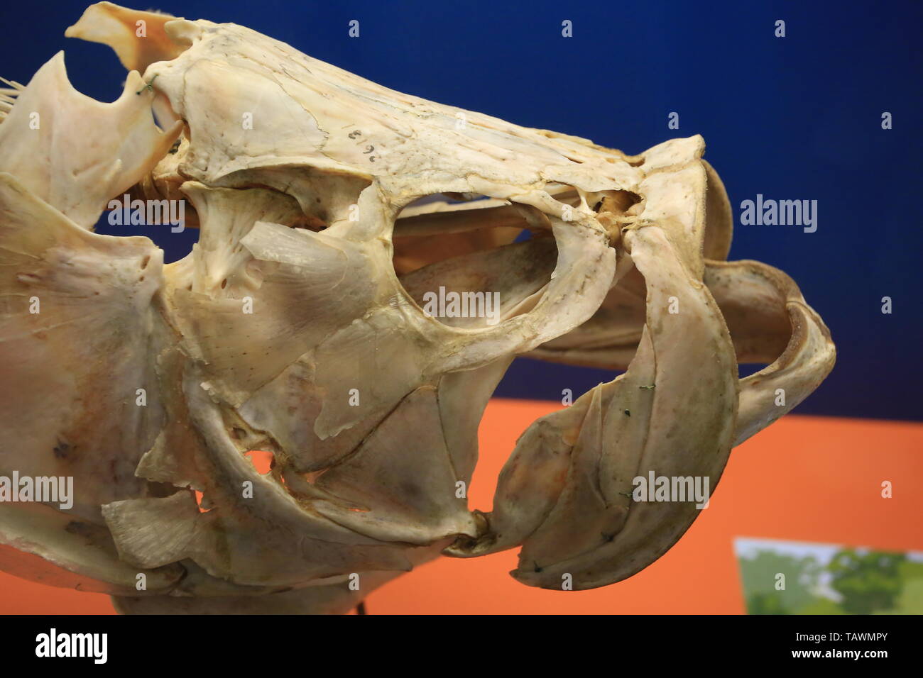 Fossil fish skull hi-res stock photography and images - Alamy