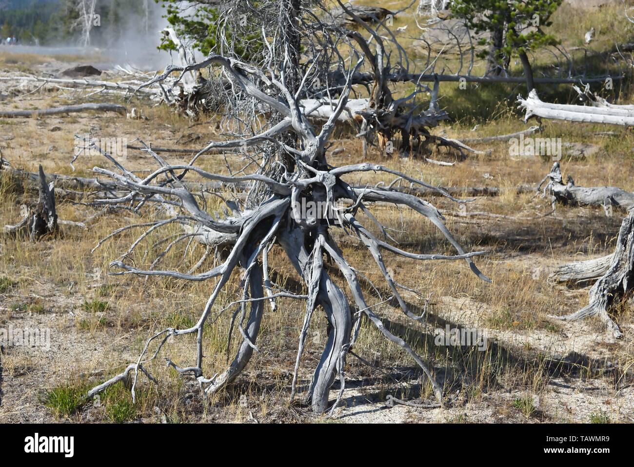 Tree Like Creatures High Resolution Stock Photography and Images - Alamy