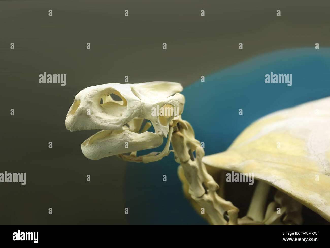 Turtle skeleton head close-up display isolated Stock Photo - Alamy