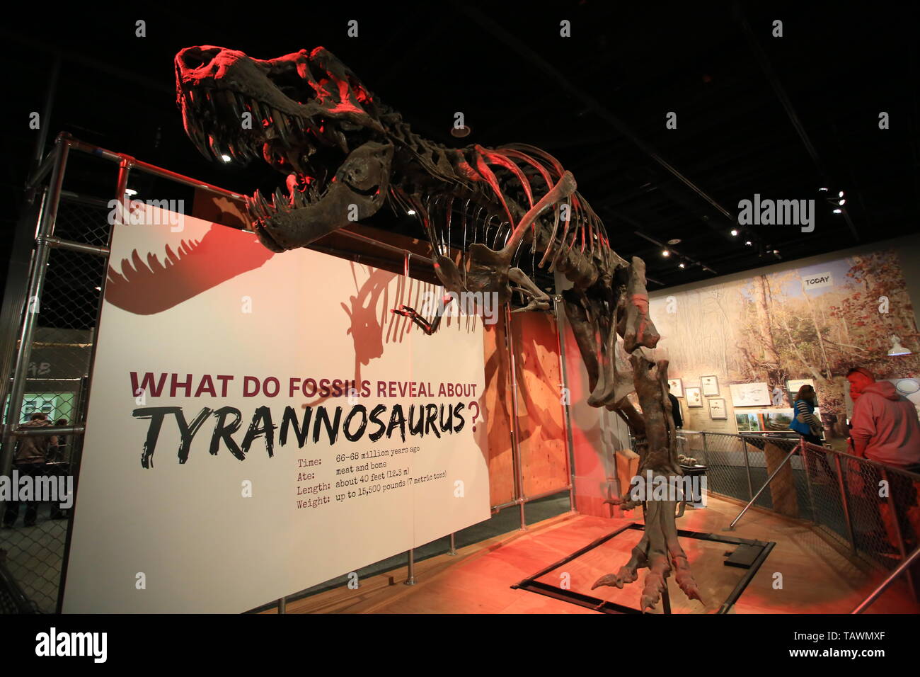 T rex fossils hi-res stock photography and images - Alamy