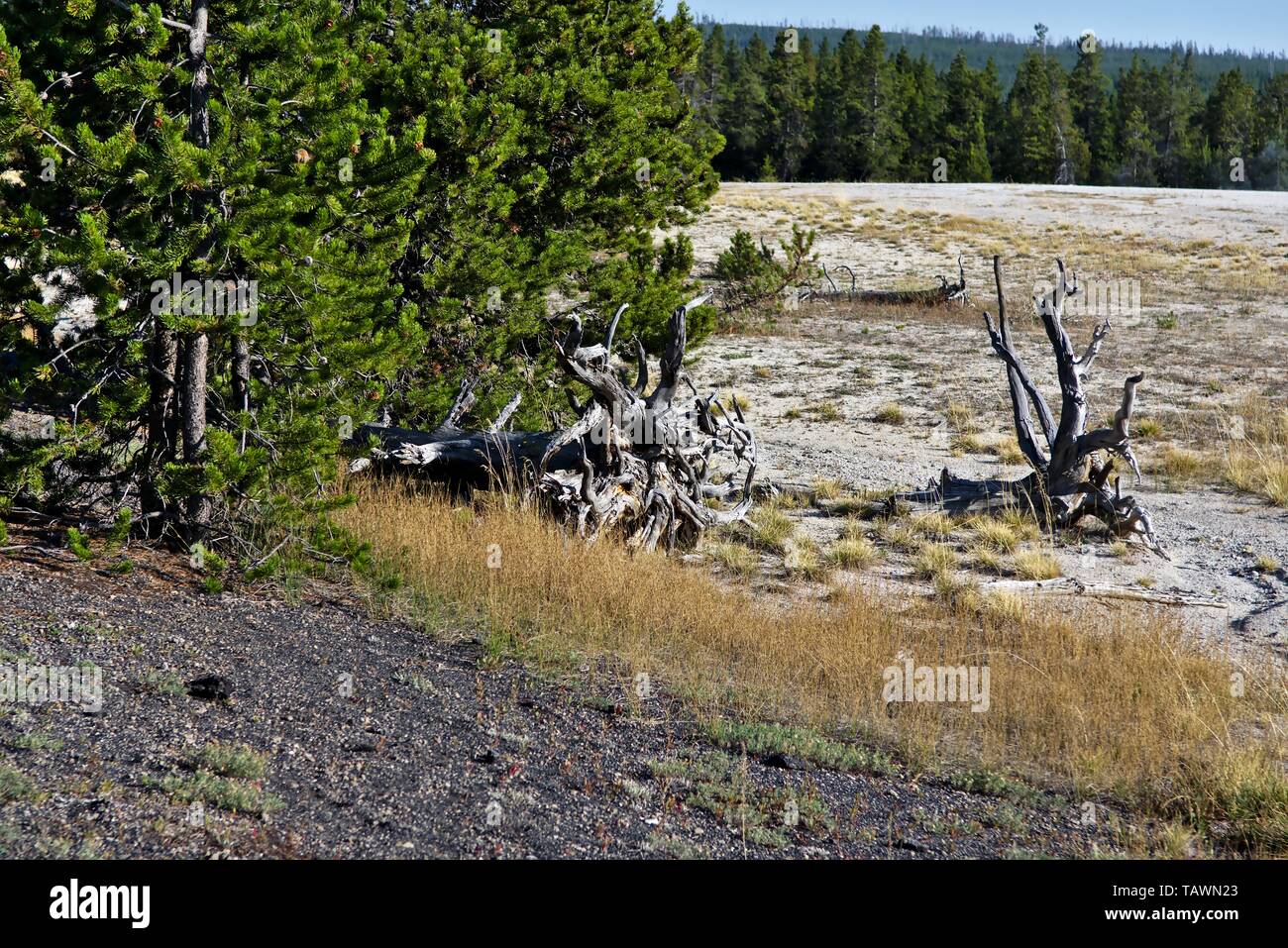 Dead tree stumps and roots forming a kind of evil creatures around the ...
