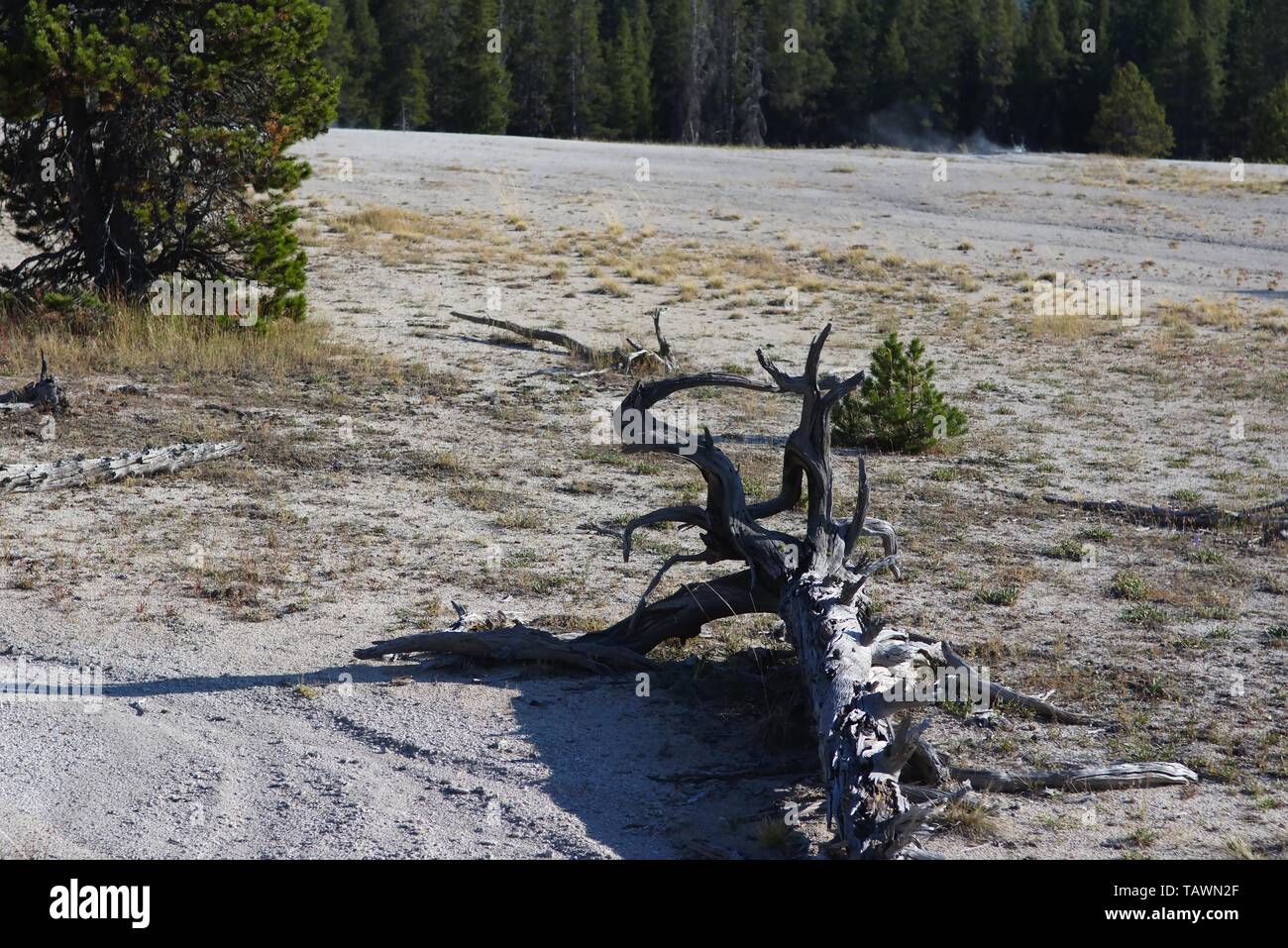Dead tree stumps and roots forming a kind of evil creatures around the ...