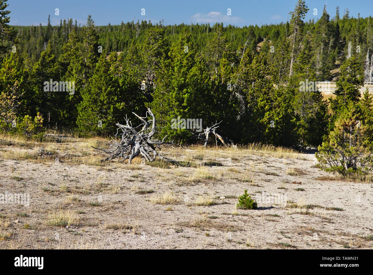 Dead tree stumps and roots forming a kind of evil creatures around the ...