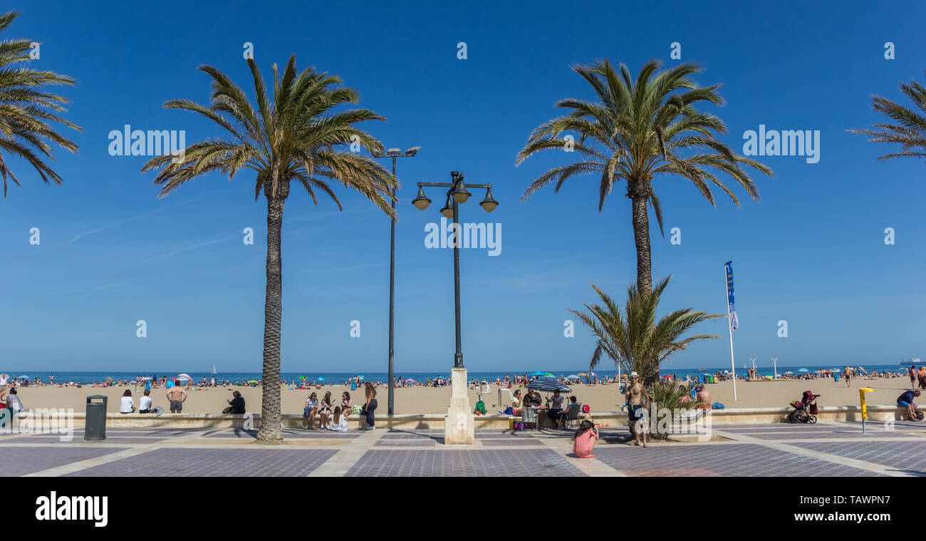 Valencia palm trees hi-res stock photography and images - Alamy