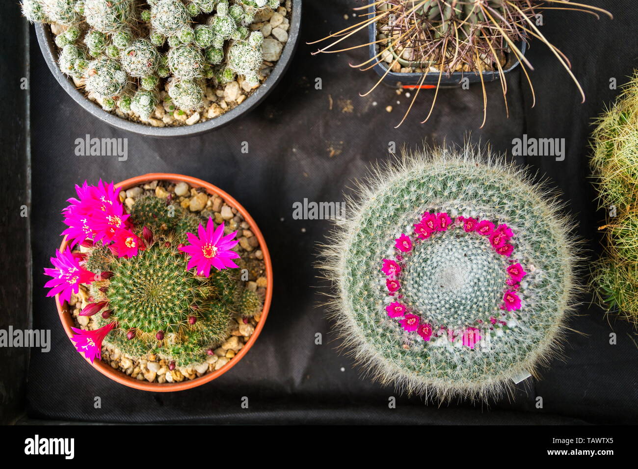 Beautiful colorful blooming cactus flower plants, flat lay view Stock ...