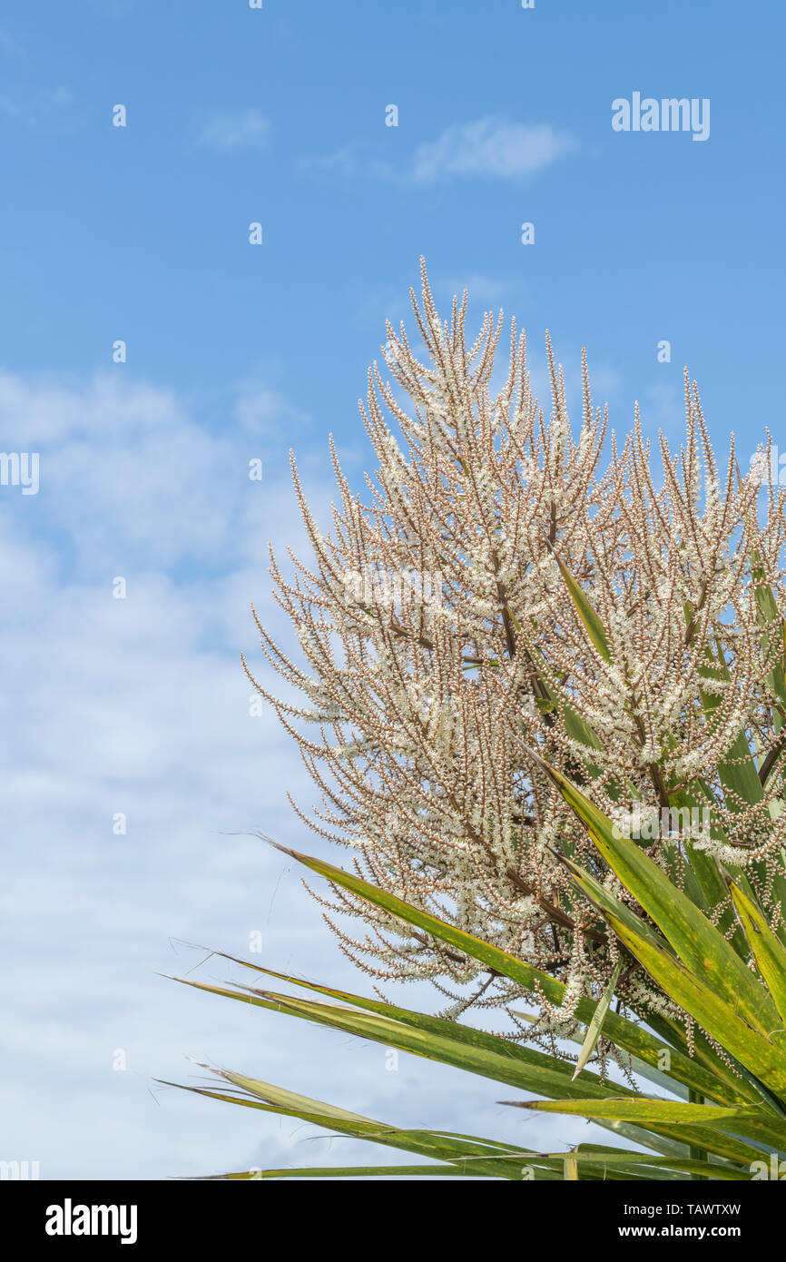 Flowering spikes of Cordyline australis in Cornwall, UK. This plant is ...