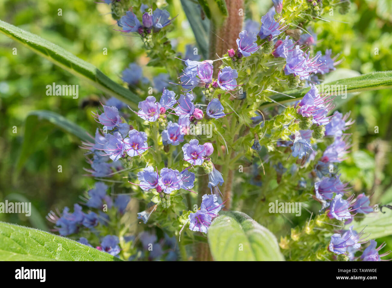 Blue flowering Echium plant - commonly found in gardens (here on a ...