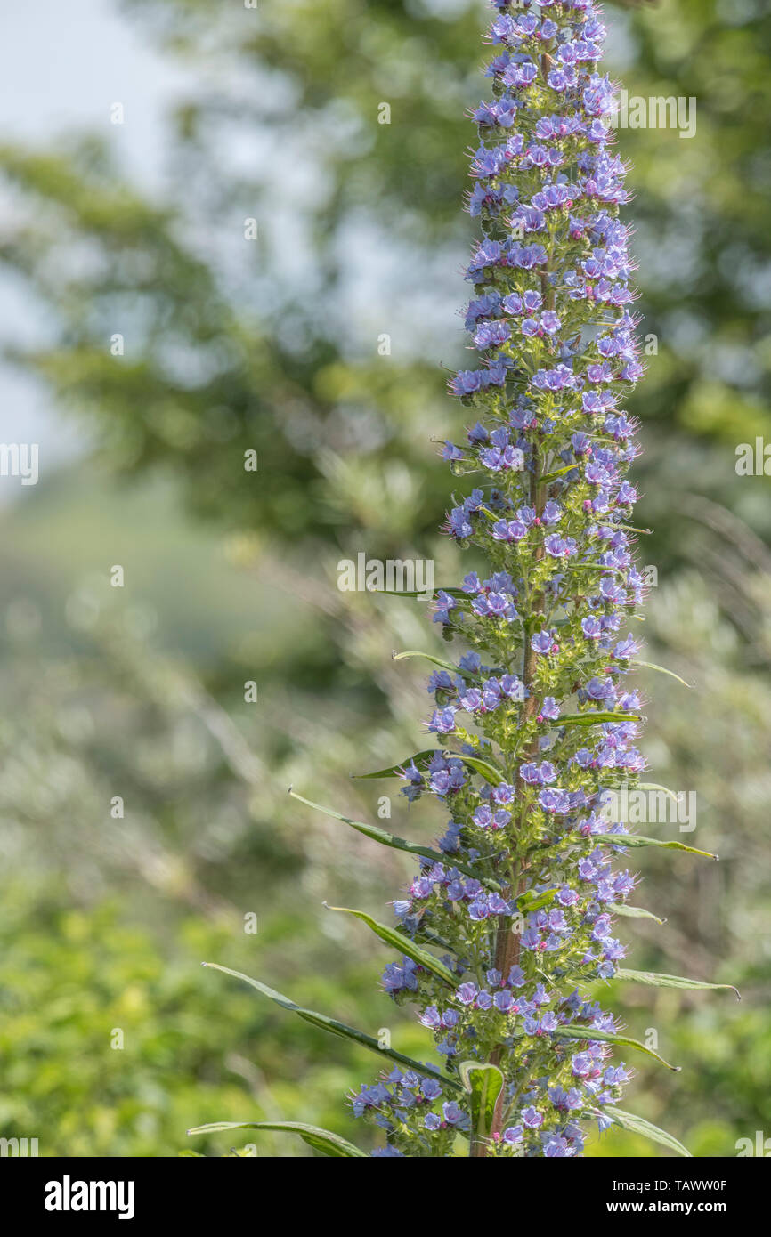 Blue flowering Echium plant - commonly found in gardens (here on a ...