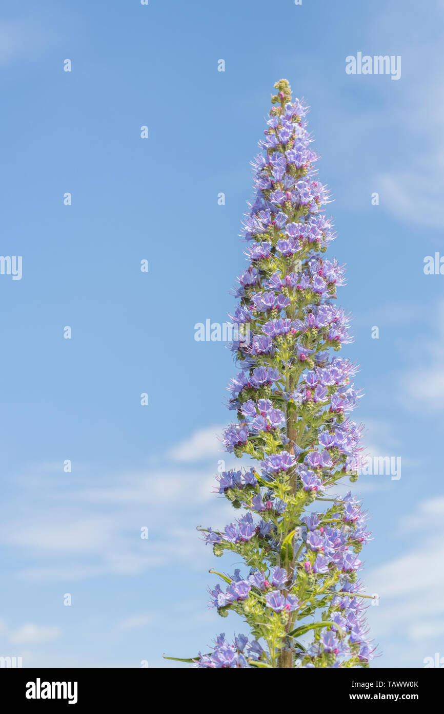 Blue flowering Echium plant - commonly found in gardens (here on a ...