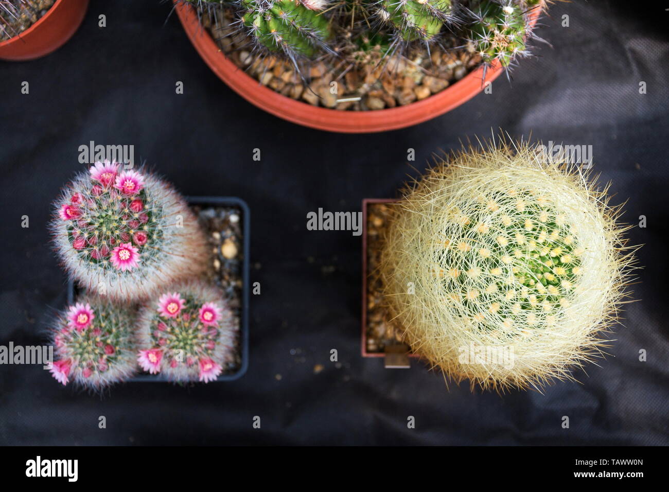 Flat lay view hi-res stock photography and images - Alamy