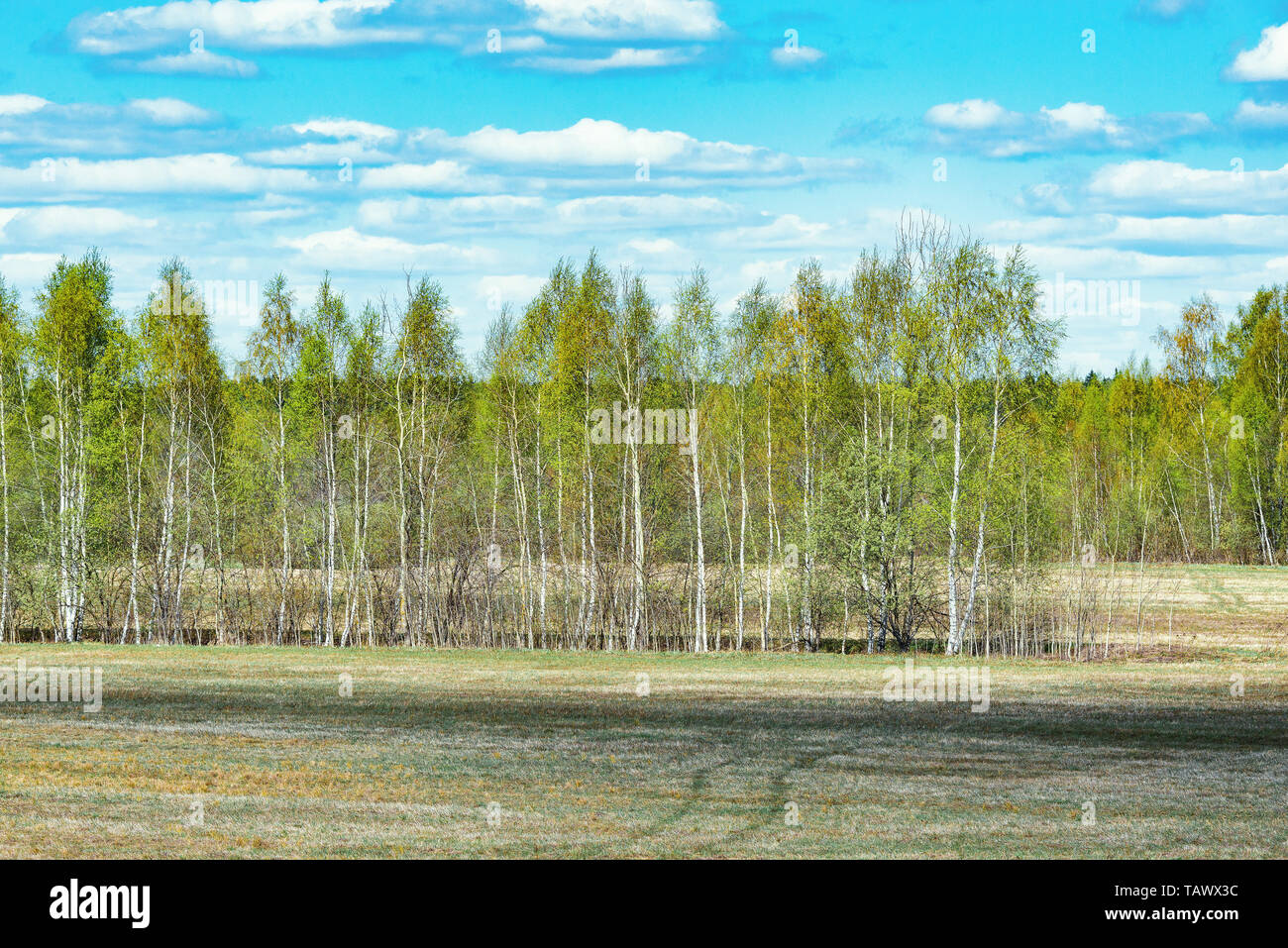 Birch trees by the field at spring day time Stock Photo - Alamy