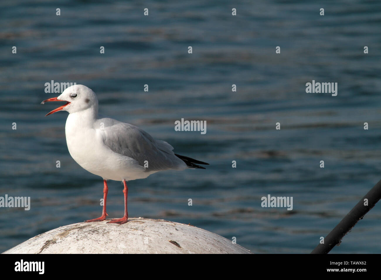 Oiseau suisse hi-res stock photography and images - Alamy