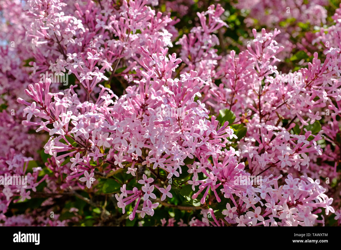 Miniature lilac hi-res stock photography and images - Alamy