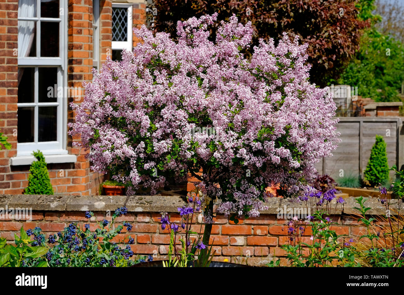 miniature lilac plant in garden, north norfolk, england Stock Photo - Alamy