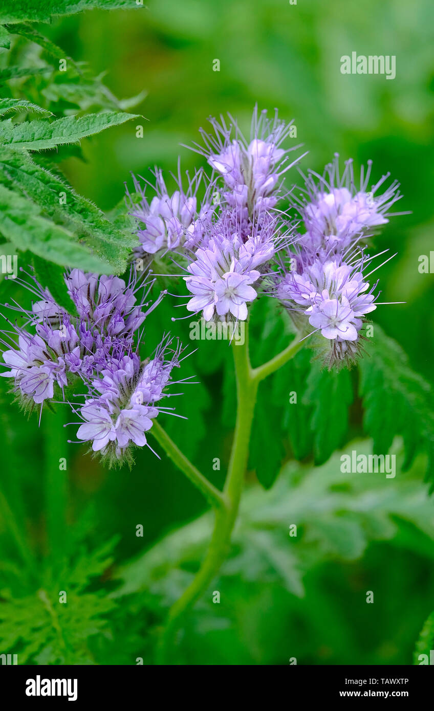 blue fiddleneck flowers in garden, norfolk, england Stock Photo - Alamy