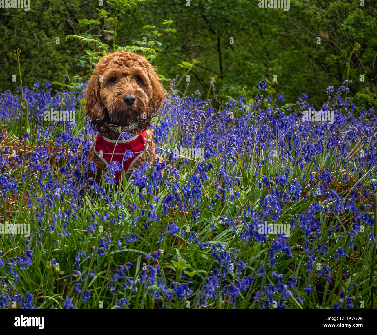 Cockapoo hi-res stock photography and images - Alamy
