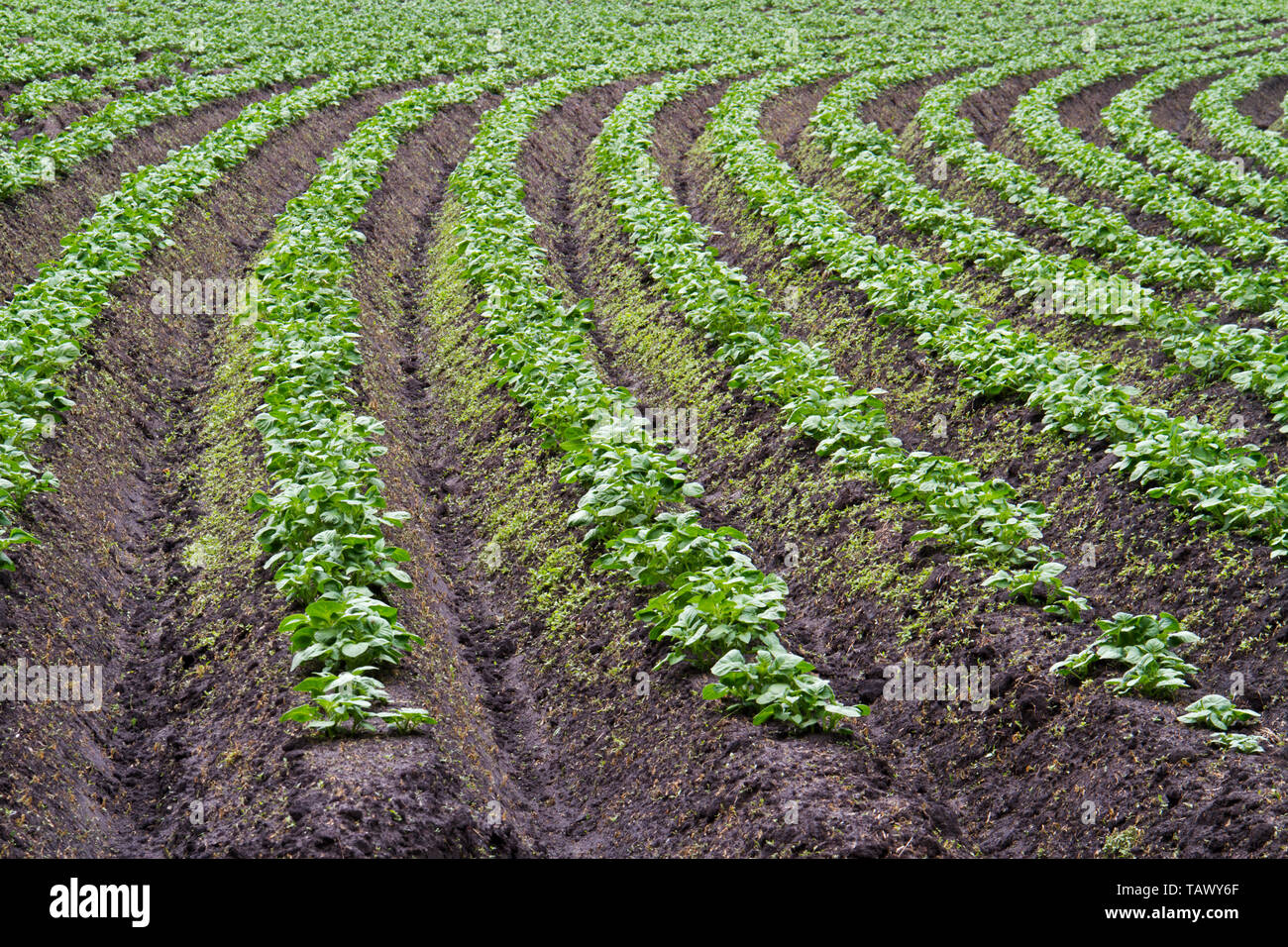 Curved potatoes hi-res stock photography and images - Alamy