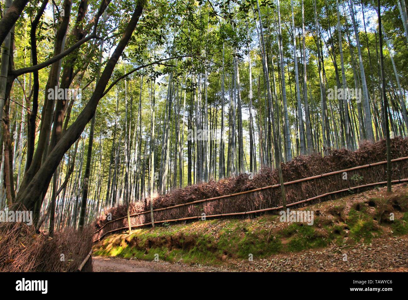 Kyoto, Japan - green bamboo grove in Arashiyama Stock Photo - Alamy